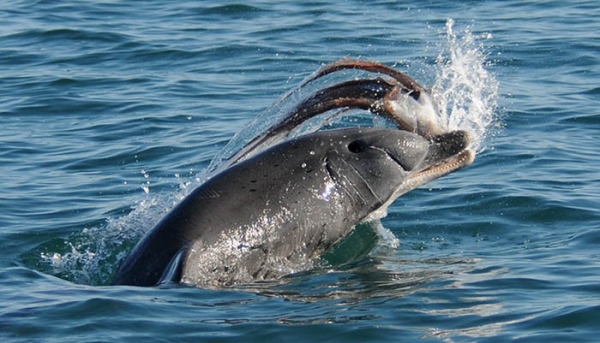 돌고래 살해범, 다름 아닌 '문어'