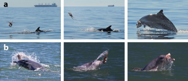 돌고래 살해범, 다름 아닌 '문어'