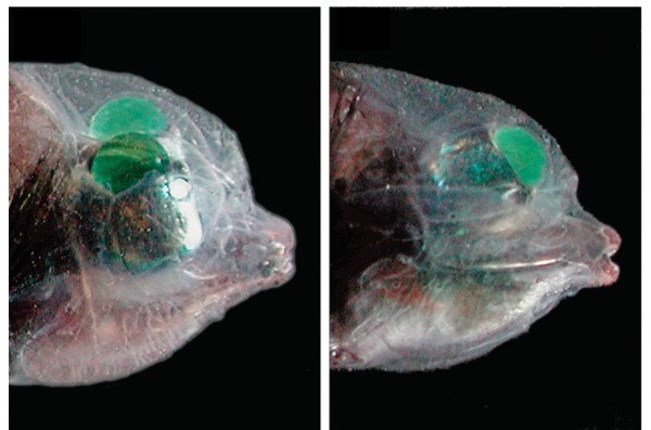 도대체 눈이 어디에 있다는 거지? '통안어'