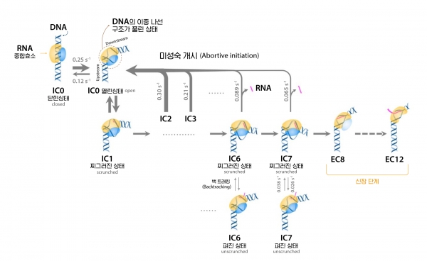 거꾸로 가는 RNA 만드는 효소